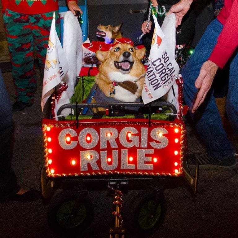 14 Corgi Pictures to Brighten Your Day - PetPress