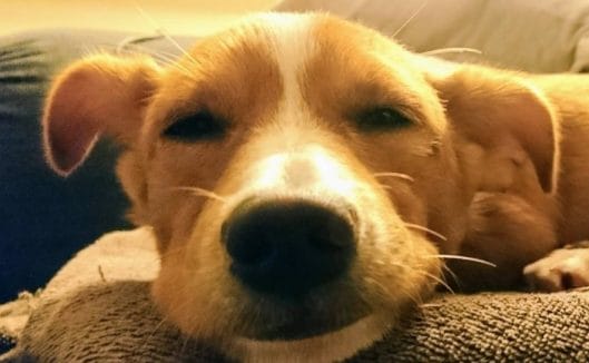 7 Basenji Mix Breeds – The Popular and Adorable Hybrid Dogs - PetPress