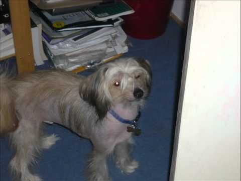 21 Chinese Crested Mix Breeds – The Popular and Adorable Hybrid Dogs ...