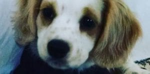 21 Chinese Crested Mix Breeds – The Popular and Adorable Hybrid Dogs ...