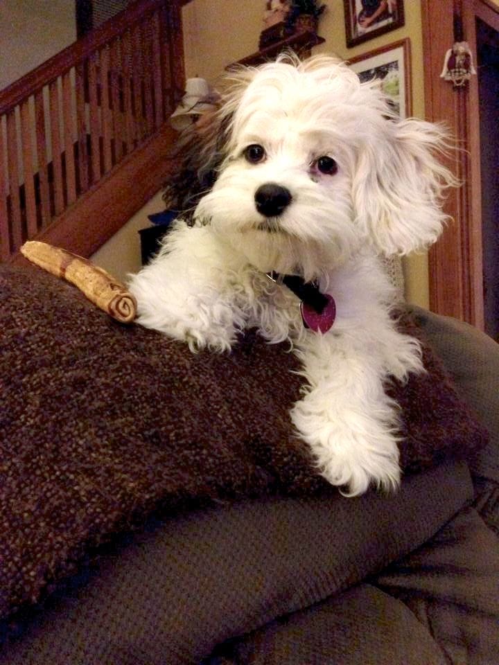 21 Chinese Crested Mix Breeds – The Popular and Adorable Hybrid Dogs ...