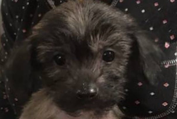 27 Havanese Mix Breeds – The Popular and Adorable Hybrid Dogs - PetPress