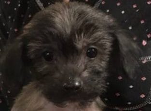 21 Chinese Crested Mix Breeds – The Popular and Adorable Hybrid Dogs ...