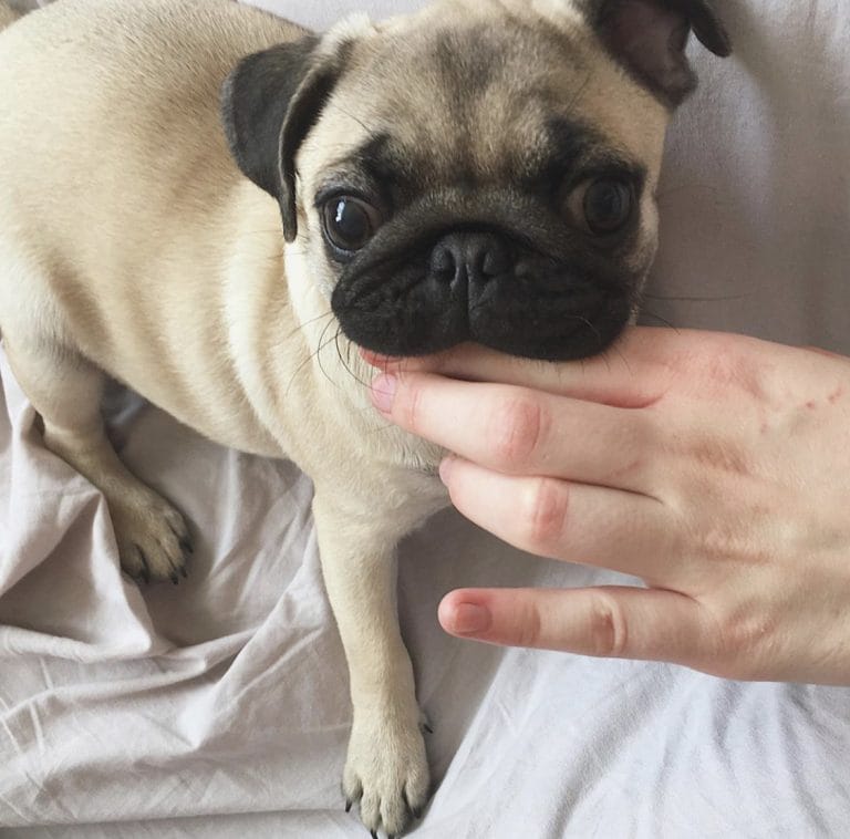 14 Photos That Proving Pugs are the Cutest Dogs in the World - PetPress