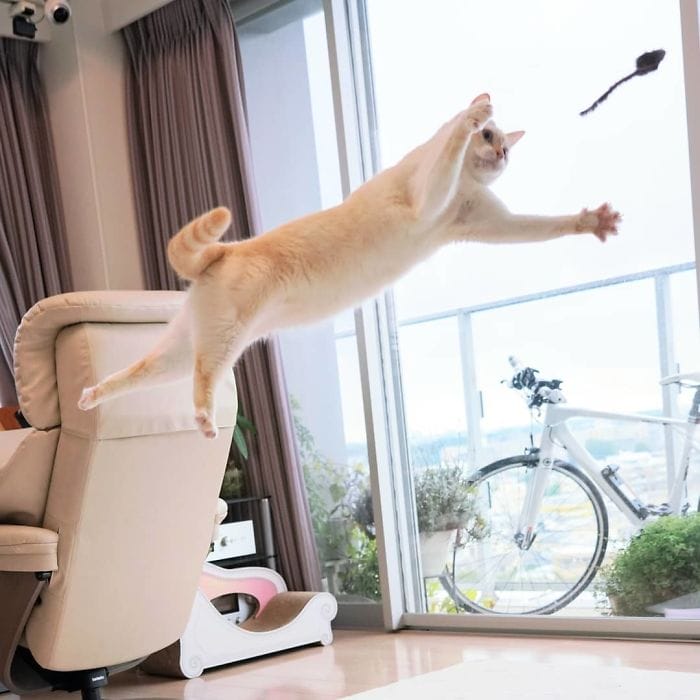 15 Evidence That Chaco the Cat From Japan Is Dancing Better Than You ...