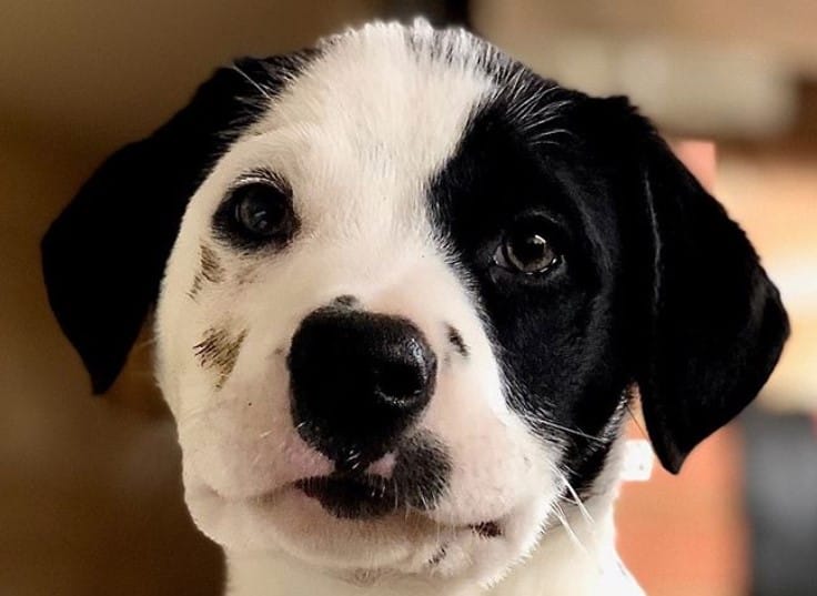 15 Dalmatian Mix Breeds – The Popular and Adorable Hybrid Dogs - PetPress