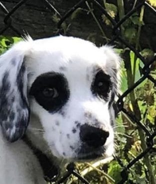 15 Dalmatian Mix Breeds – The Popular and Adorable Hybrid Dogs - PetPress