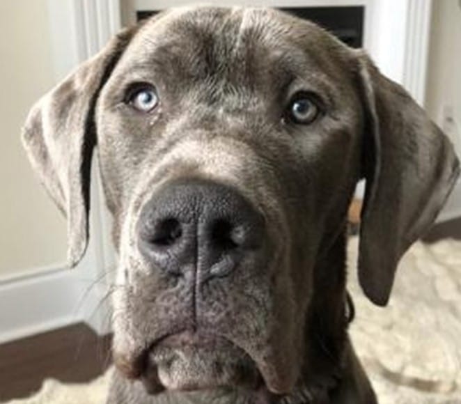 19 English Mastiff Mixes That'll Melt Your Heart - PetPress