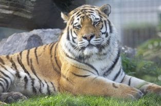 Tiger Names: 560+ Best Names for Tigers | PetPress