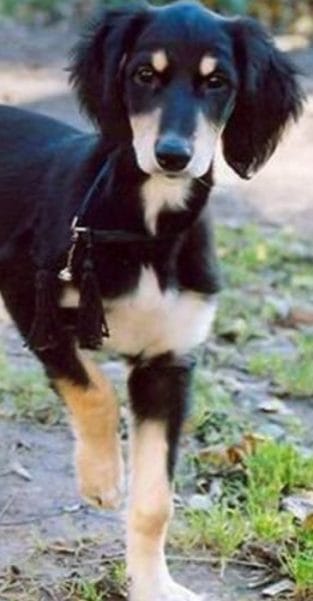 12 Crazily Cute Afghan Hound Mixes You Have To Check Out Now - PetPress