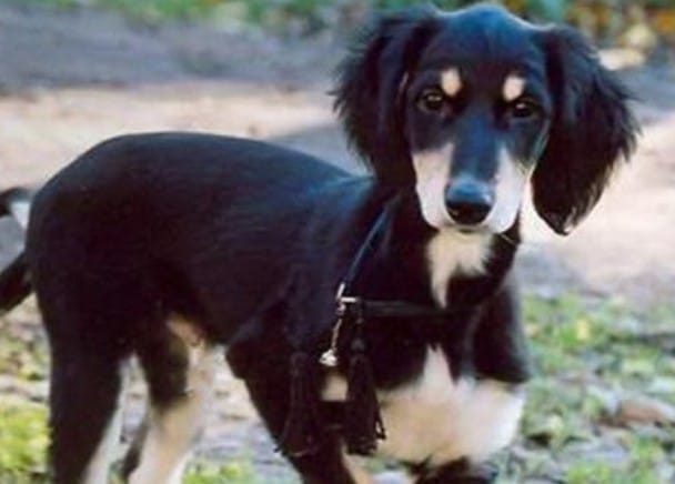 23 Times Doberman Pinschers Mixed With Other Breeds - PetPress