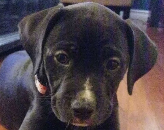 23 Times Doberman Pinschers Mixed With Other Breeds - PetPress