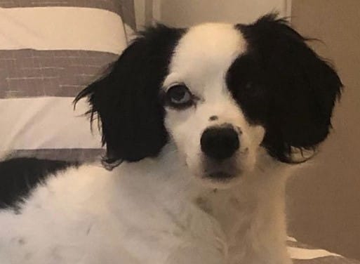 14 Collie Mix Breeds – The Popular and Adorable Hybrid Dogs - PetPress