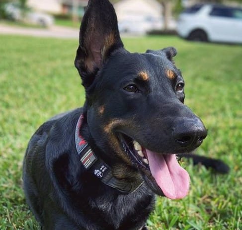 23 Times Doberman Pinschers Mixed With Other Breeds - PetPress