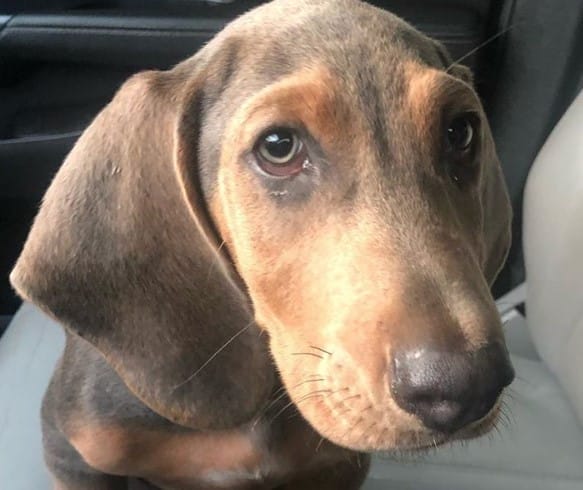 23 Times Doberman Pinschers Mixed With Other Breeds - PetPress