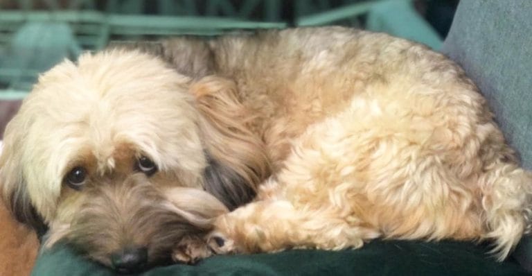 24 Bichon Frise Mixes: Bichon Frise Cross Breeds - PetPress