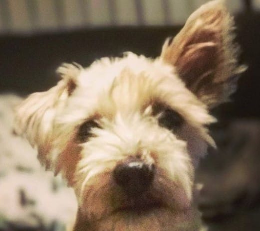 25 Scottish Terrier Mix Breeds – The Popular and Adorable Hybrid Dogs ...