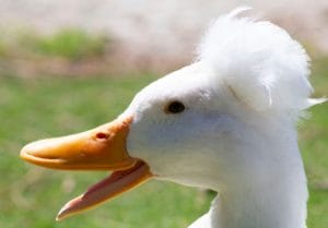 200+ Funny Duck Names: List of Funny Names for a Duckling