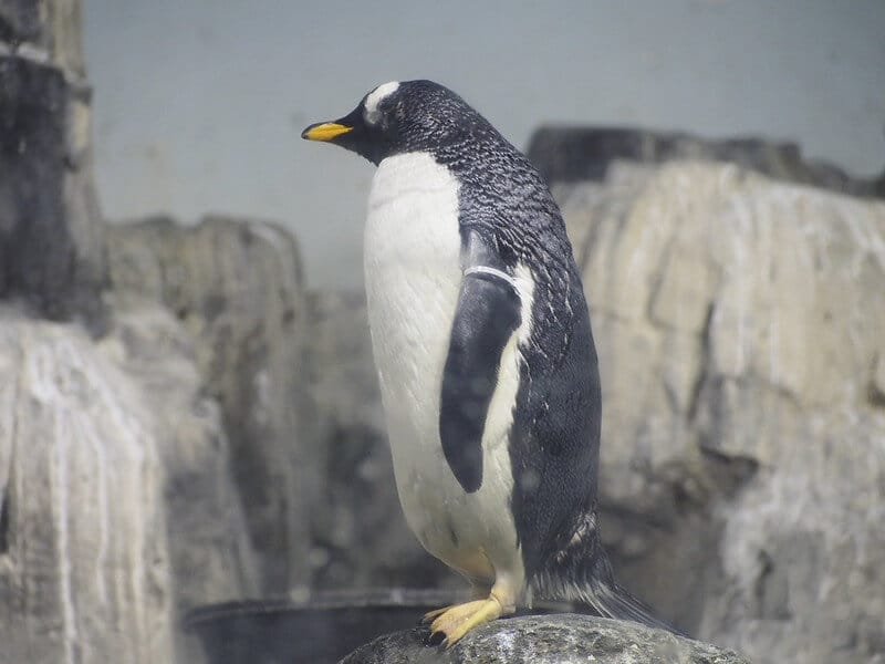 240+ Penguin Names (Cute, Funny, Good, and Famous Names)