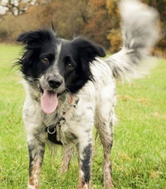 2 English Setter Mix Breeds – The Popular and Adorable Hybrid Dogs ...
