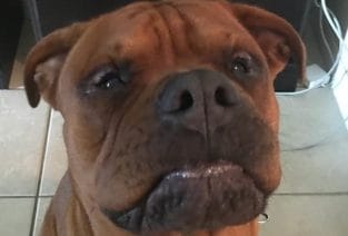 34 Awesome English Bulldog Mixes You Need To Feast Your Eyes On - PetPress