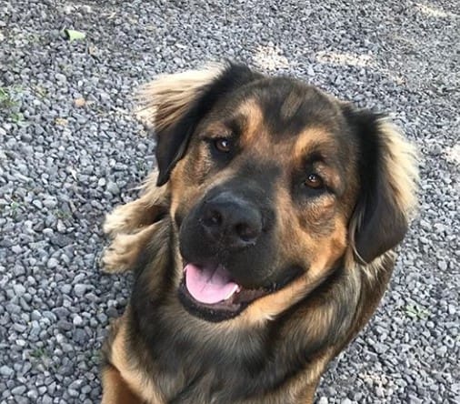 35 Cute Rottweiler Mixes That'll Melt Your Heart - PetPress