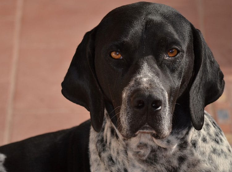 14 Incredible Facts About English Pointers - Page 2 of 4 - PetPress
