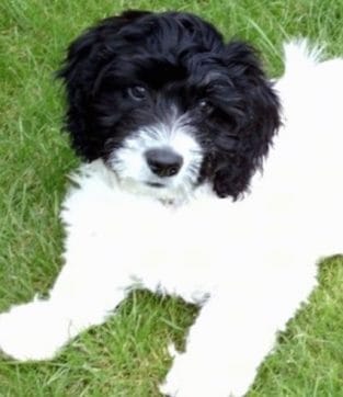 23 Times Doberman Pinschers Mixed With Other Breeds - PetPress