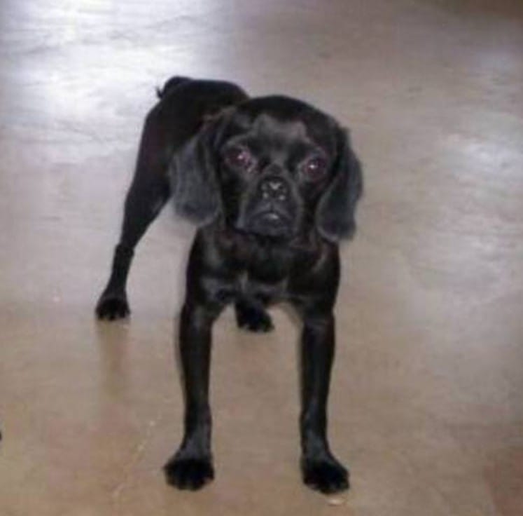 24 Brussels Griffon Mix Breeds – The Popular and Adorable Hybrid Dogs ...