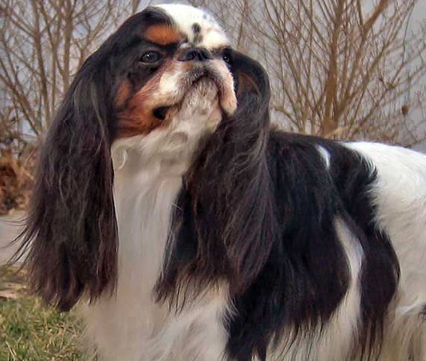 35 Papillon Mix Breeds – The Popular and Adorable Hybrid Dogs - PetPress