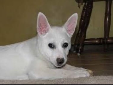 7 Basenji Mix Breeds – The Popular and Adorable Hybrid Dogs - PetPress