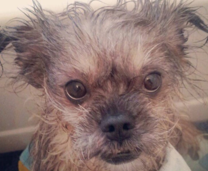 24 Brussels Griffon Mix Breeds – The Popular and Adorable Hybrid Dogs ...