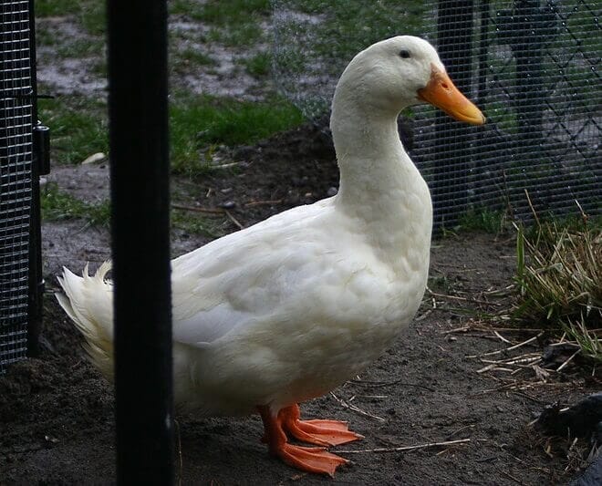 500 Best Duck Names - Famous, Cute & Funny Names for Ducks