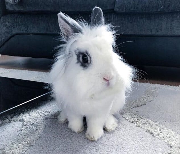 100 Amazingly Unique Rabbit Names To Give Your Bunny - PetPress
