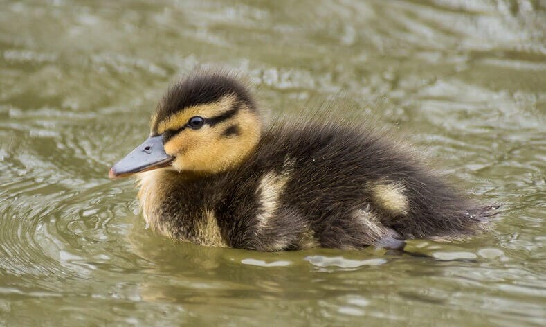 500 Best Duck Names - Famous, Cute & Funny Names for Ducks