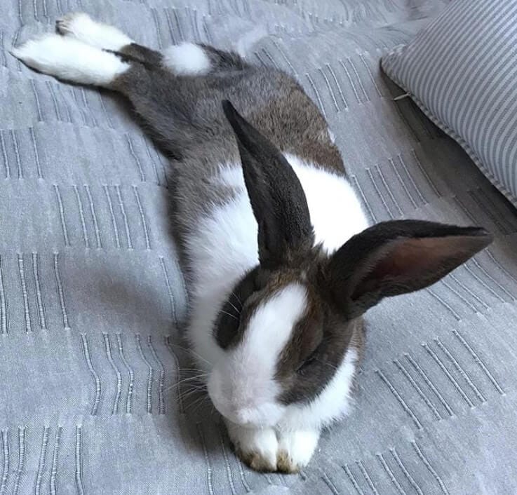 Rabbit Names: The 700 Most Popular Bunny Names - PetPress