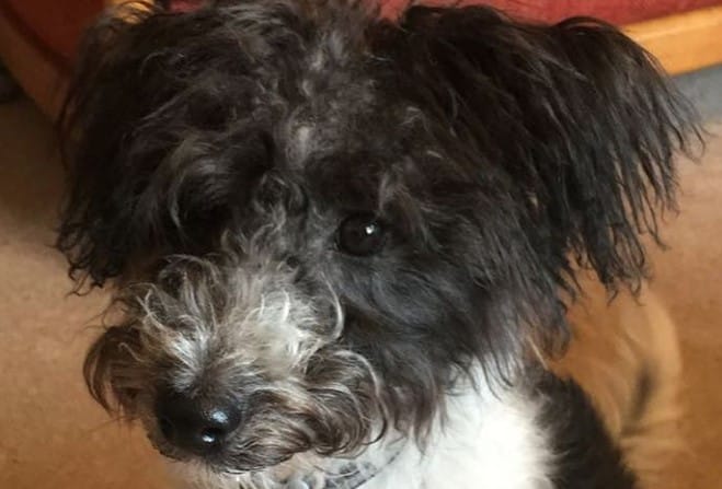 90 Unreal Poodle Cross Breeds You Have To See To Believe