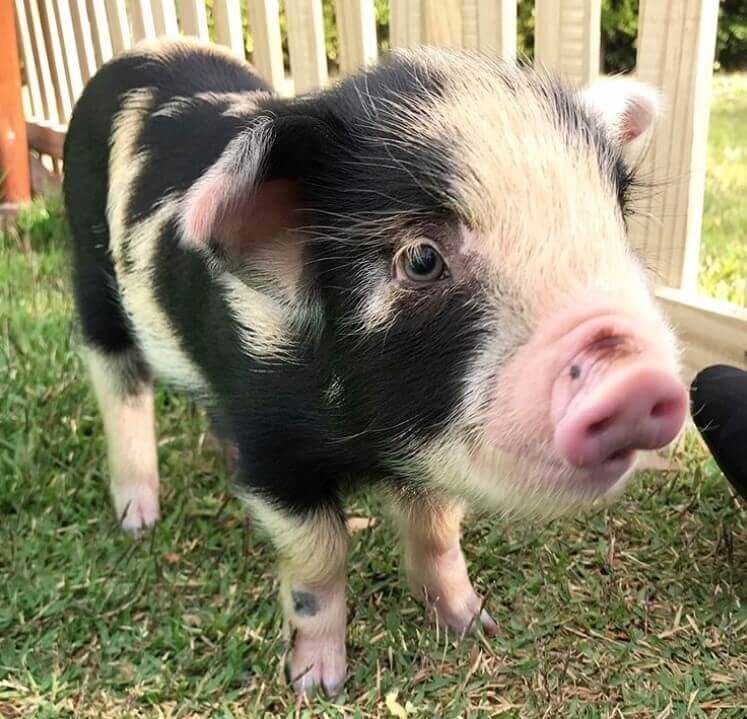 Male Pig Names - 200 Awesome Ideas For Naming Your Piglet - PetPress