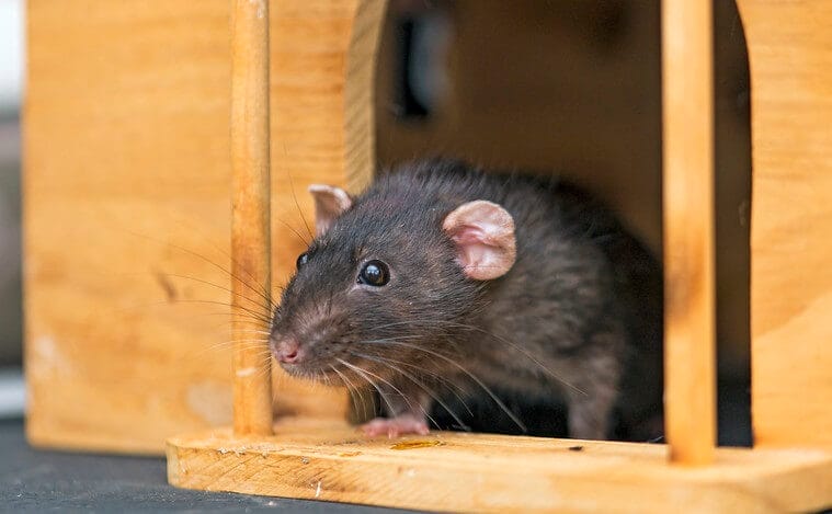 500 Best Rodent Names for Hamsters, Guinea Pigs, Rats and More - PetPress