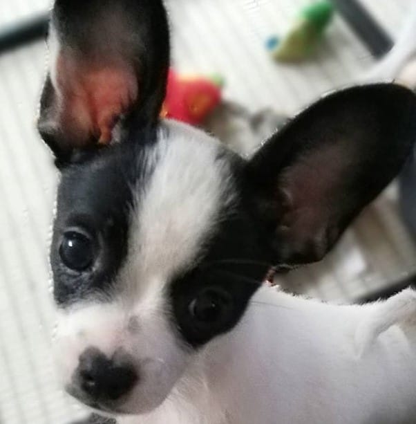 35 Papillon Mix Breeds – The Popular and Adorable Hybrid Dogs - PetPress