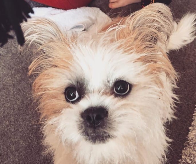 29 Dogs Mixed With French Bulldogs - PetPress