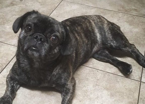 29 Dogs Mixed With French Bulldogs - PetPress