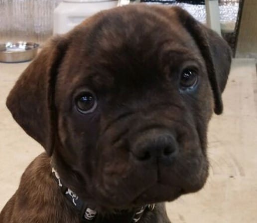 29 Dogs Mixed With French Bulldogs - PetPress