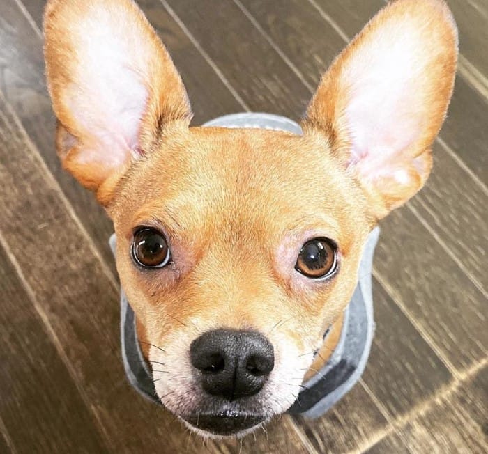 29 Dogs Mixed With French Bulldogs - PetPress