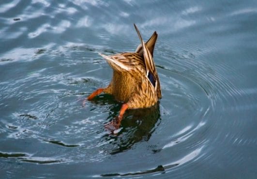 200 Funny Duck Names List Of Funny Names For A Duckling 200-funny-duck-names-list-of-funny-names-for-a-duckling