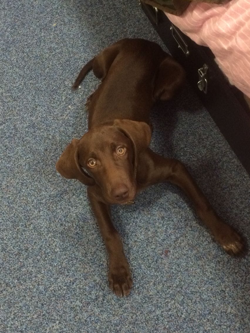 8 German Shorthaired Pointer Mix Breeds – The Popular and Adorable ...