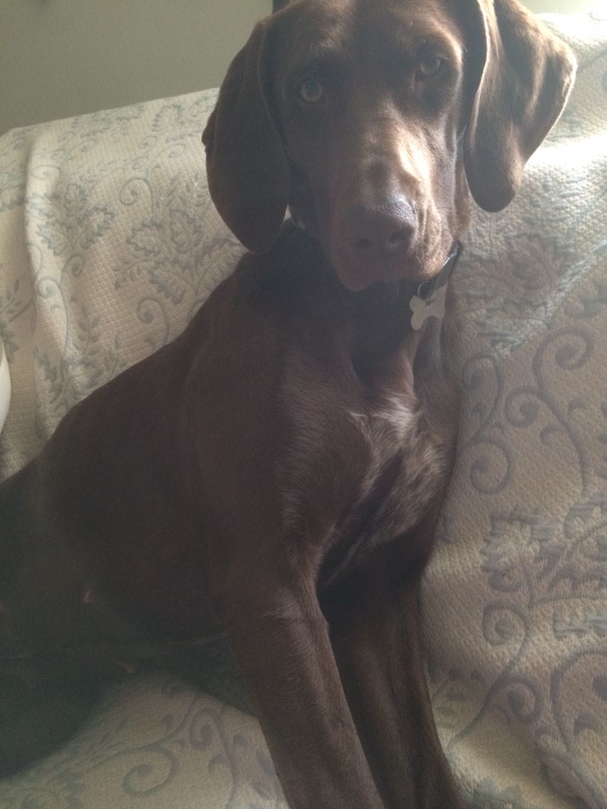 16 Weimaraner Mixes That'll Melt Your Heart - PetPress