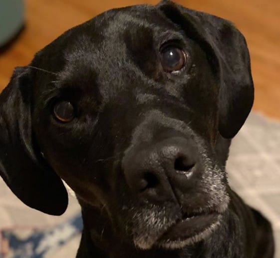8 German Shorthaired Pointer Mix Breeds – The Popular and Adorable ...