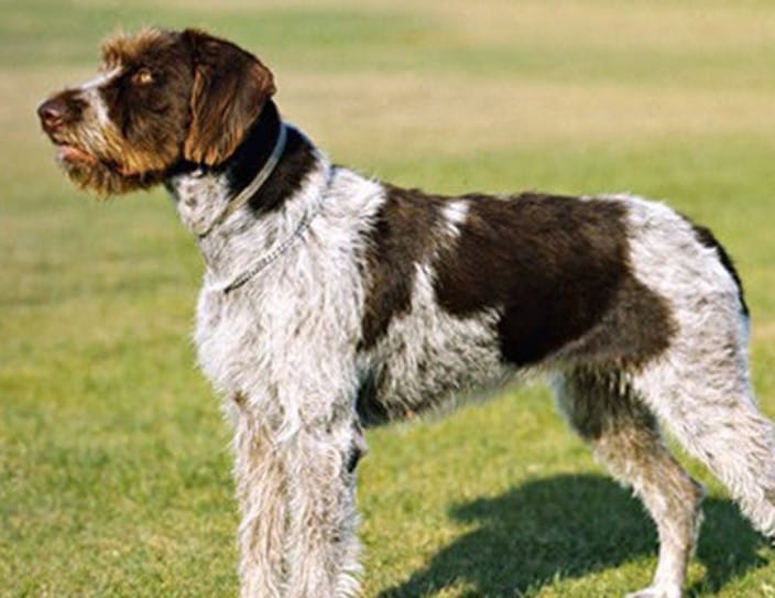 8 German Shorthaired Pointer Mix Breeds – The Popular and Adorable ...