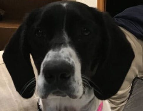 8 German Shorthaired Pointer Mix Breeds – The Popular and Adorable ...